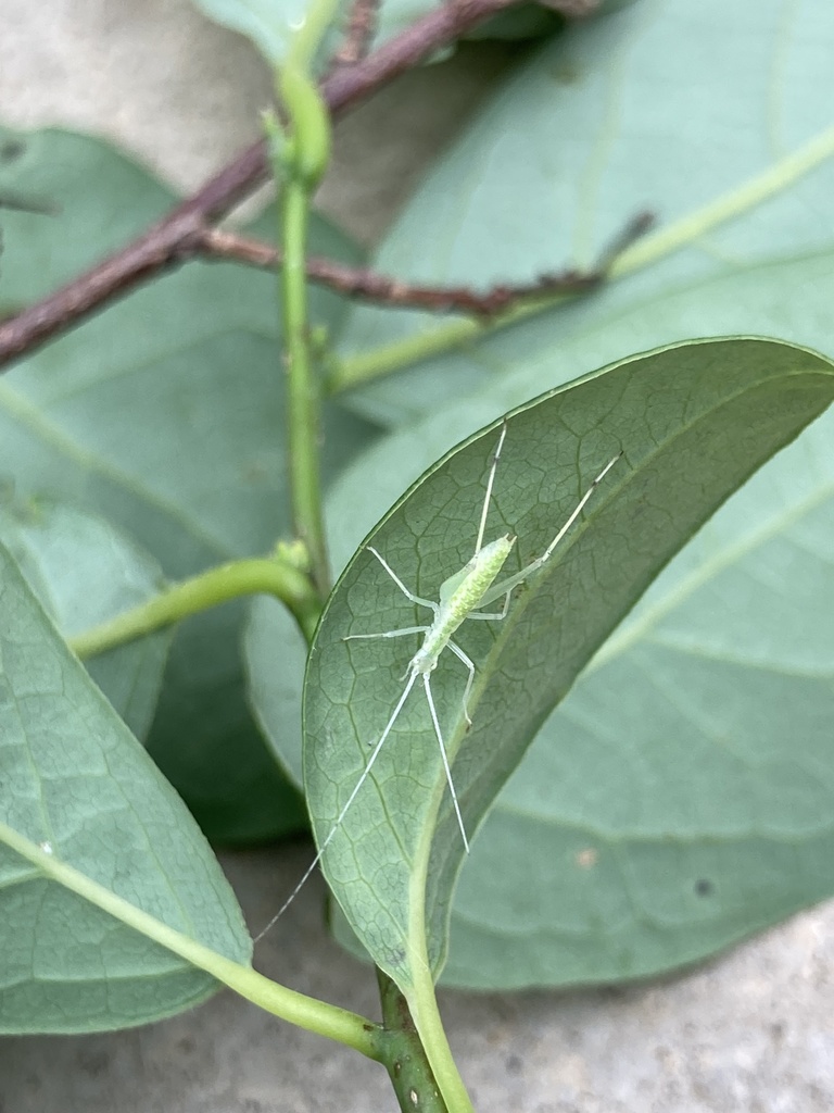 Common Tree Crickets from Sherman St, Downers Grove, IL, US on July 14 ...