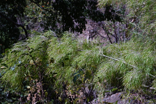 otate (Plantas de Jalcomulco) · iNaturalist