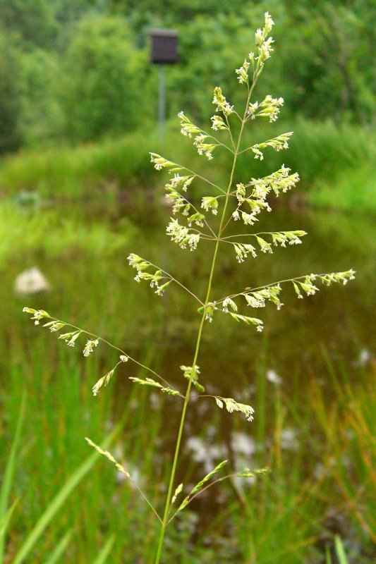 Smooth Meadow-grass (Santa Rosa County Grasses) · iNaturalist