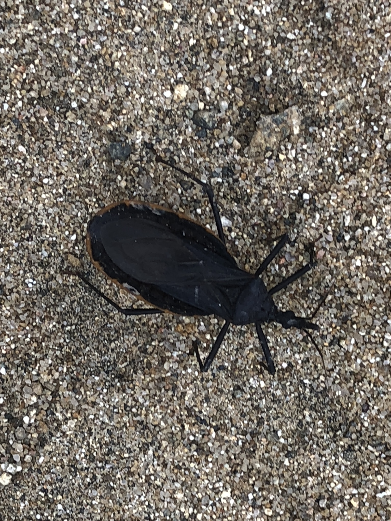 Triatoma recurva (Stål, 1868)