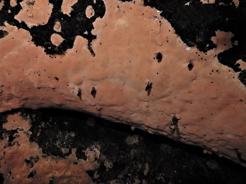 Physisporinus vinctus from Ashhurst Domain, Ashhurst, New Zealand on ...