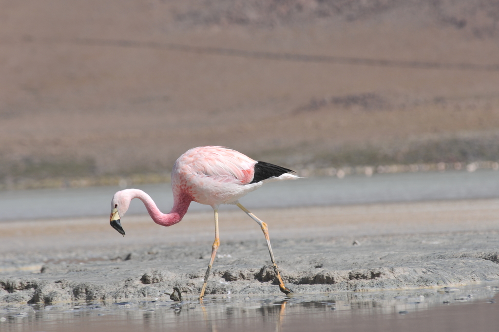 Andean Flamingo (Phoenicoparrus andinus) - Avian Discovery