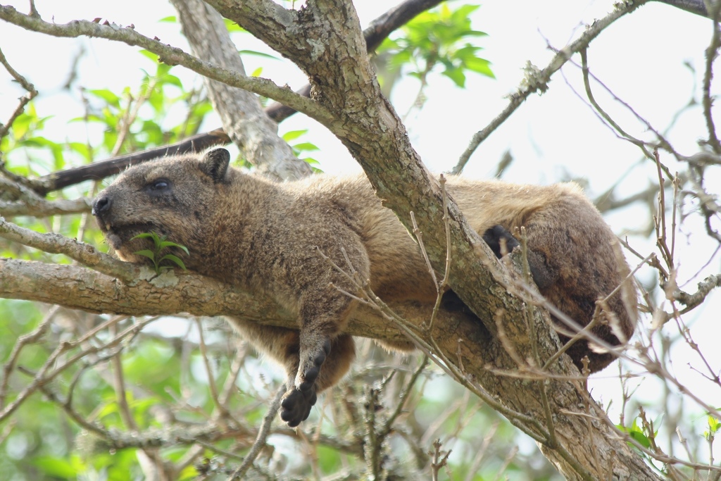 Rock Hyrax from Ithala Game Reserve, Zululand DC, South Africa on ...