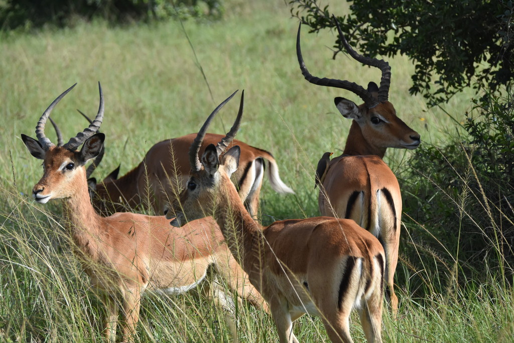 Common Impala from Nairobi National Park, Mugumoini, Nairobi, Kenya on ...