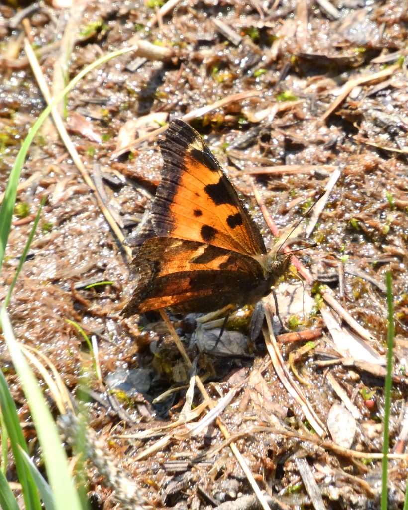 California Tortoiseshell from Duchesne County, UT, USA on July 12, 2021 ...