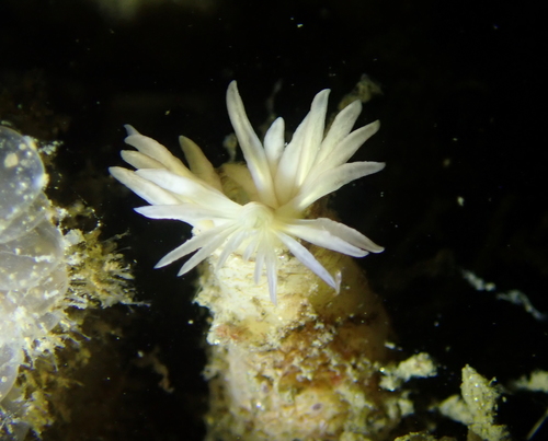 Chaetopterus dewysee · iNaturalist United Kingdom
