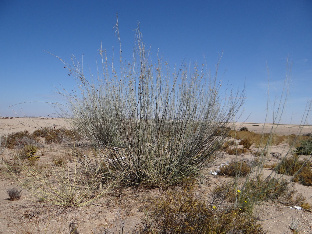 Desert Broom Milkbush from Erongo Region, Namibia on March 21, 2018 at ...