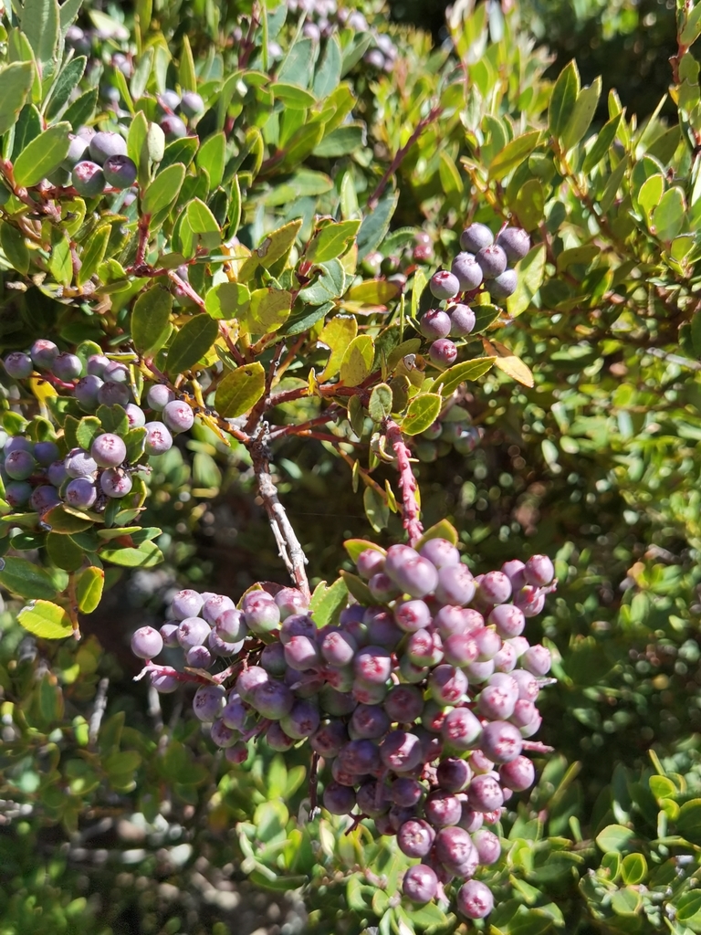 Costa Rican blueberry from Cartago, Costa Rica on July 16, 2021 at 02: ...