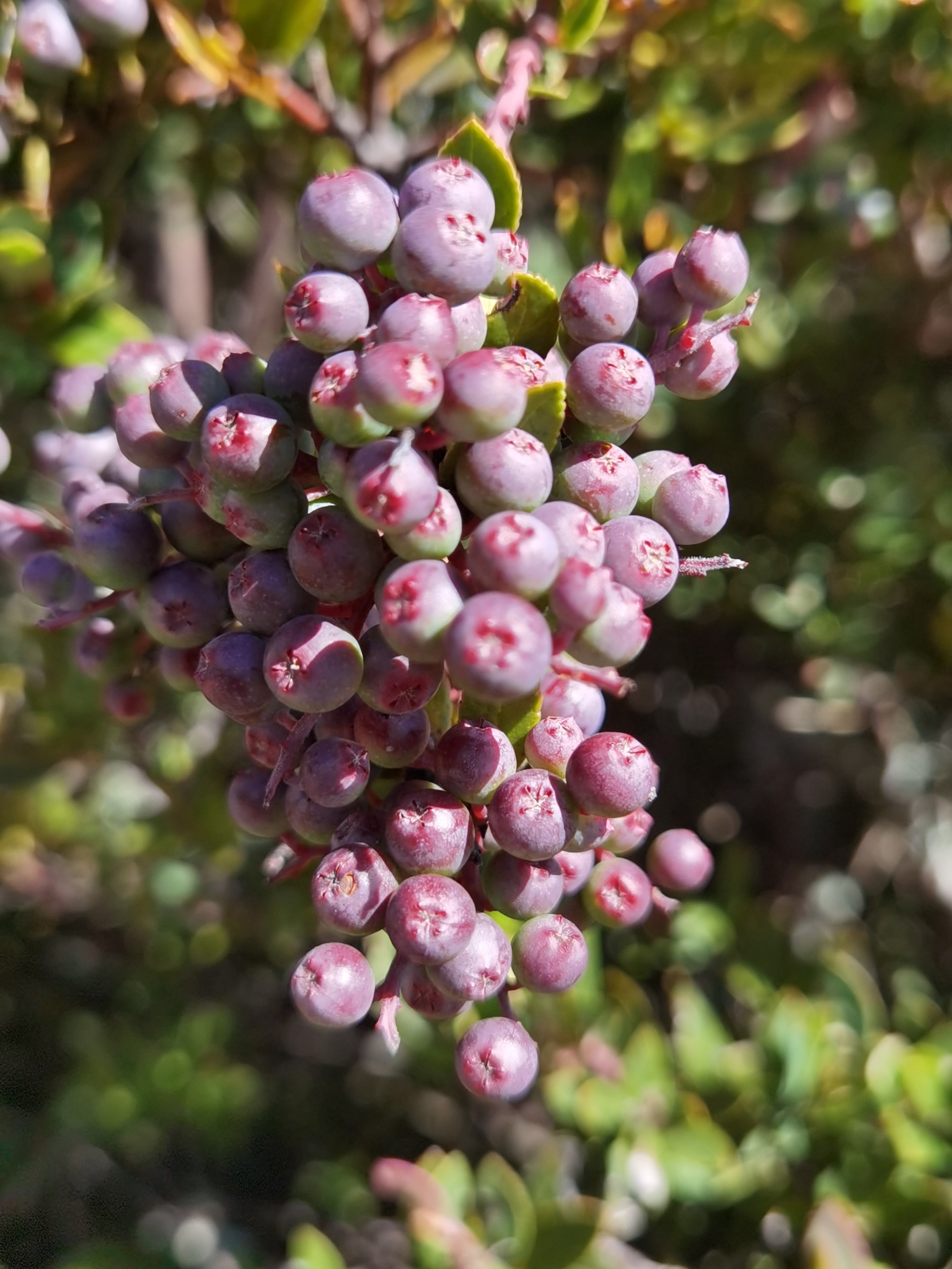 Vaccinium consanguineum Klotzsch