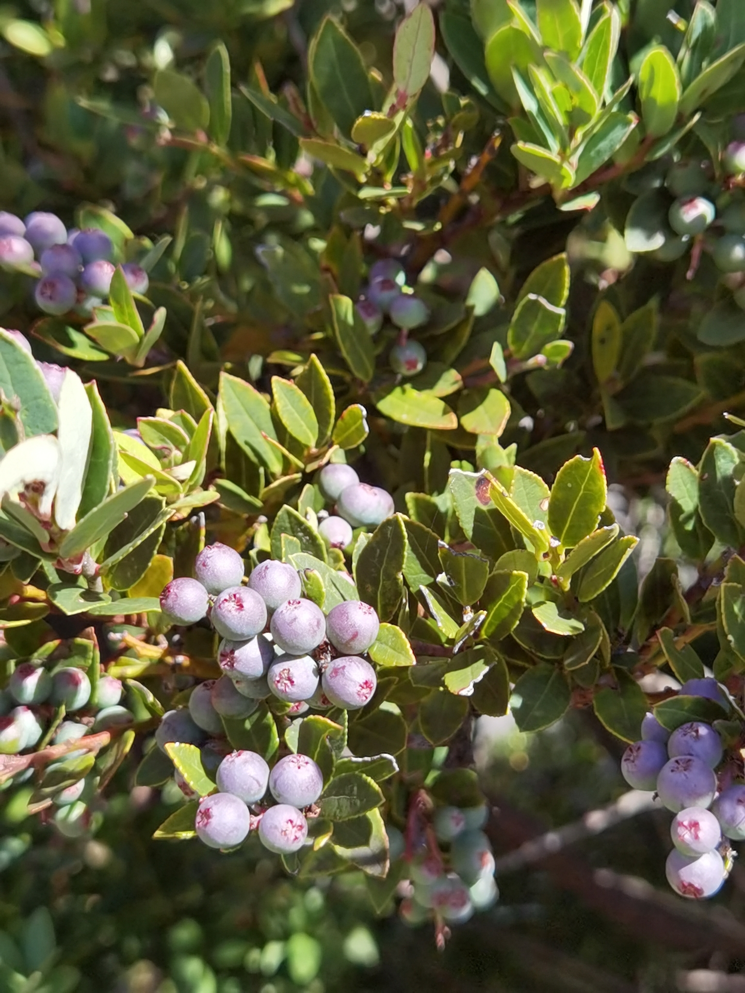 Vaccinium consanguineum Klotzsch