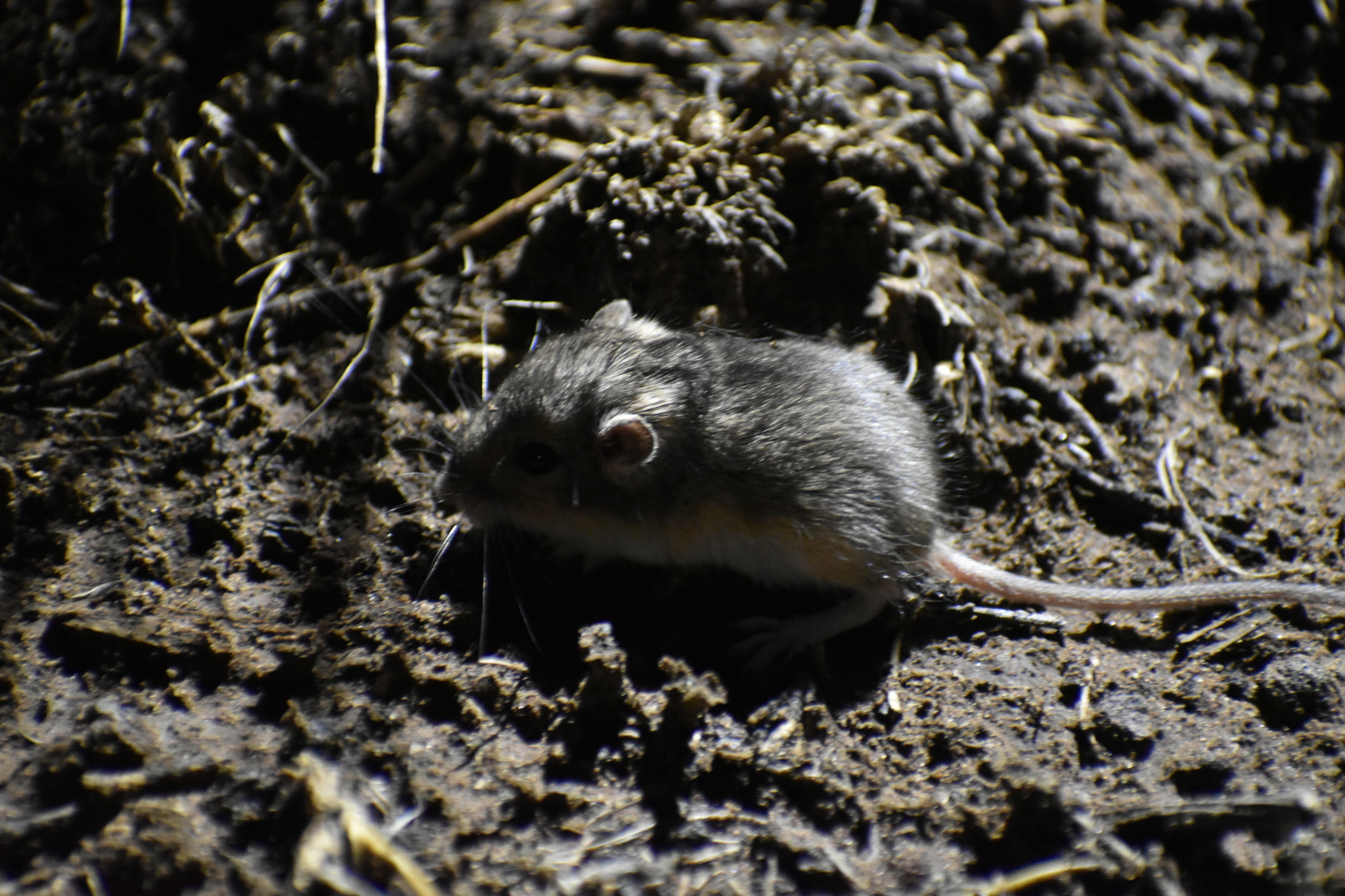 Perognathus flavus Baird, 1855