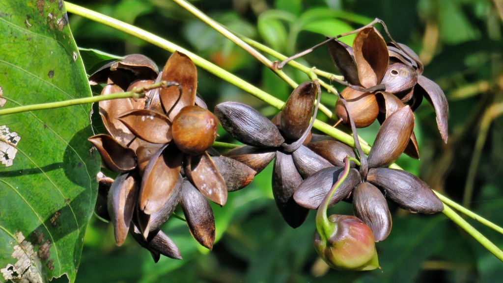 Alamo vine from Alto da Boa Vista, Rio de Janeiro - RJ, Brasil on April ...