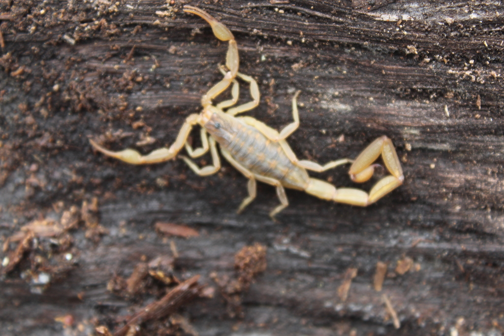 Jalisco Coast Scorpion from La Yesca, Nay., México on July 9, 2021 at ...