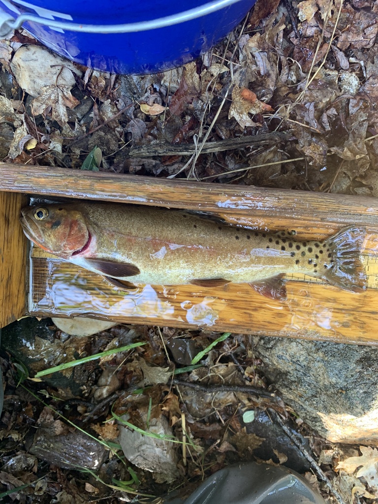 Bonneville Cutthroat Trout (Oncorhynchus virginalis utah) - Marine Life ...