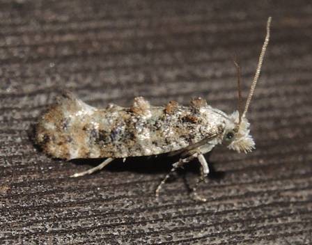 Clemens' Bark Moth in July 2021 by privatenoaccess · iNaturalist