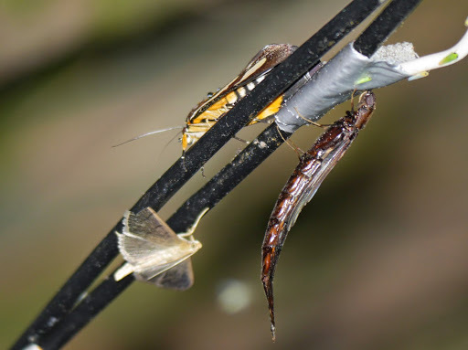 Butterflies and Moths from Katopa village, Lomami River on December 05 ...