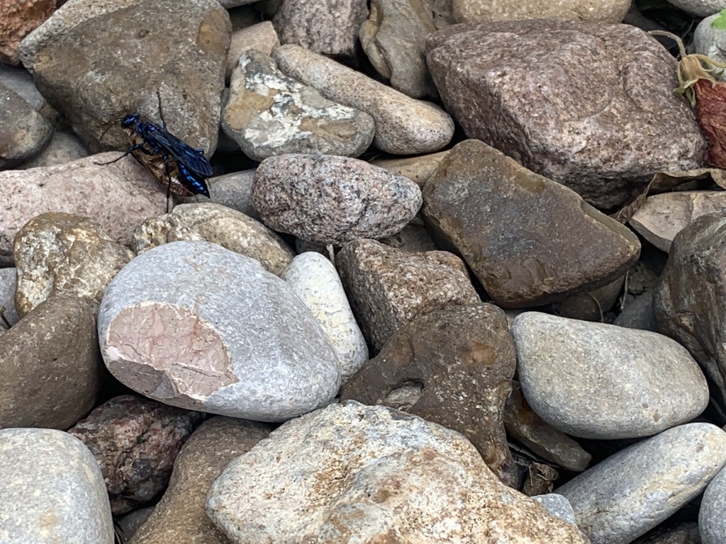 Iridescent Cockroach-hunter Wasp from Northwestern, San Antonio, TX, US ...