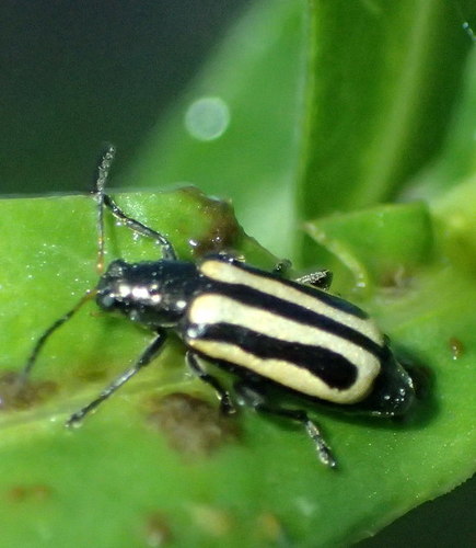 Genus Agasicles · iNaturalist