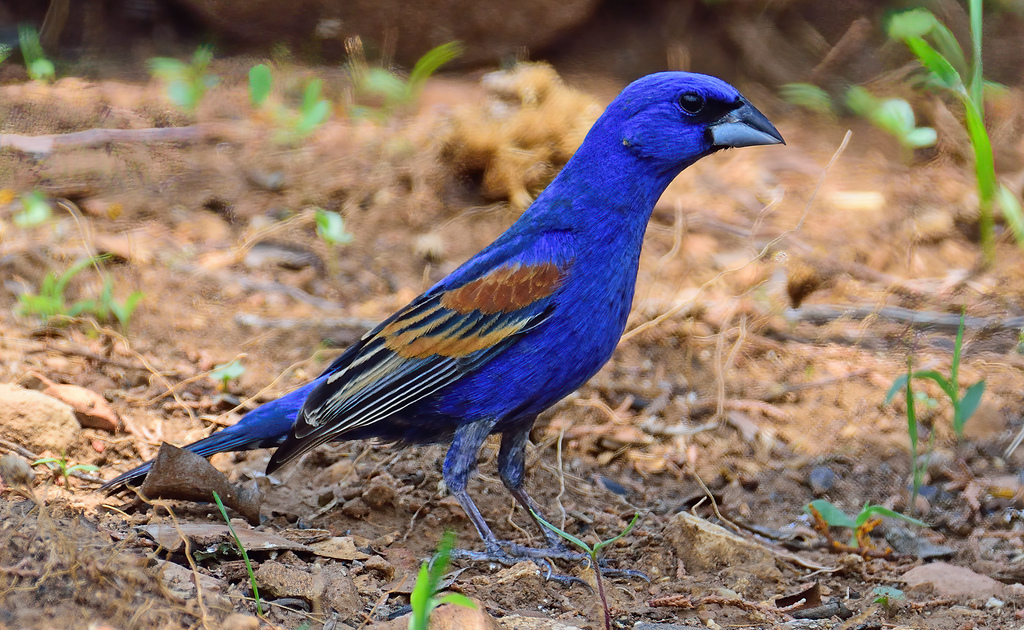 Picogordo azul (AVES DEL INSTITUTO TECNOLÓGICO SUPERIOR DE IRAPUATO ...