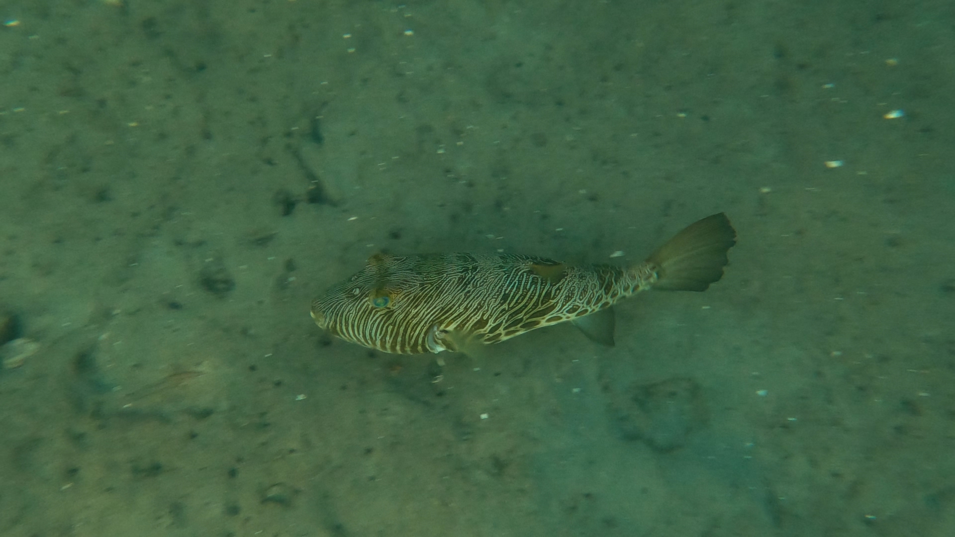 Feroxodon multistriatus (Richardson, 1854)