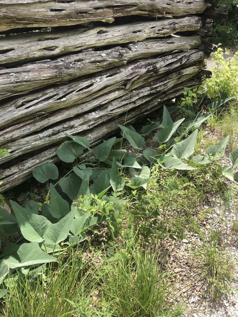 Buffalo Gourd from Balcones Canyonlands National Wildlife Refuge ...