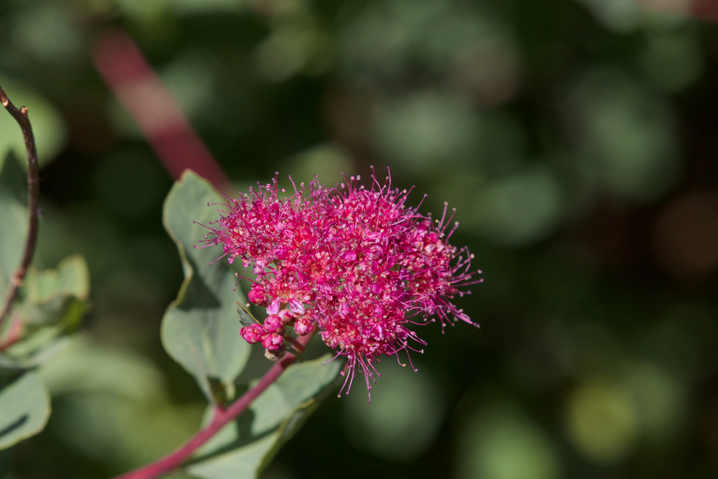 Mountain Spirea from Shasta-Trinity National Forest, Lewiston, CA, US ...