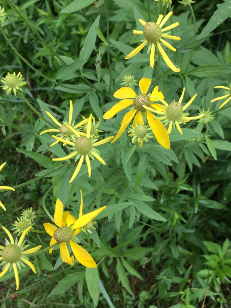 grey-headed coneflower from St Patrick St, Port Dover, ON, CA on July ...