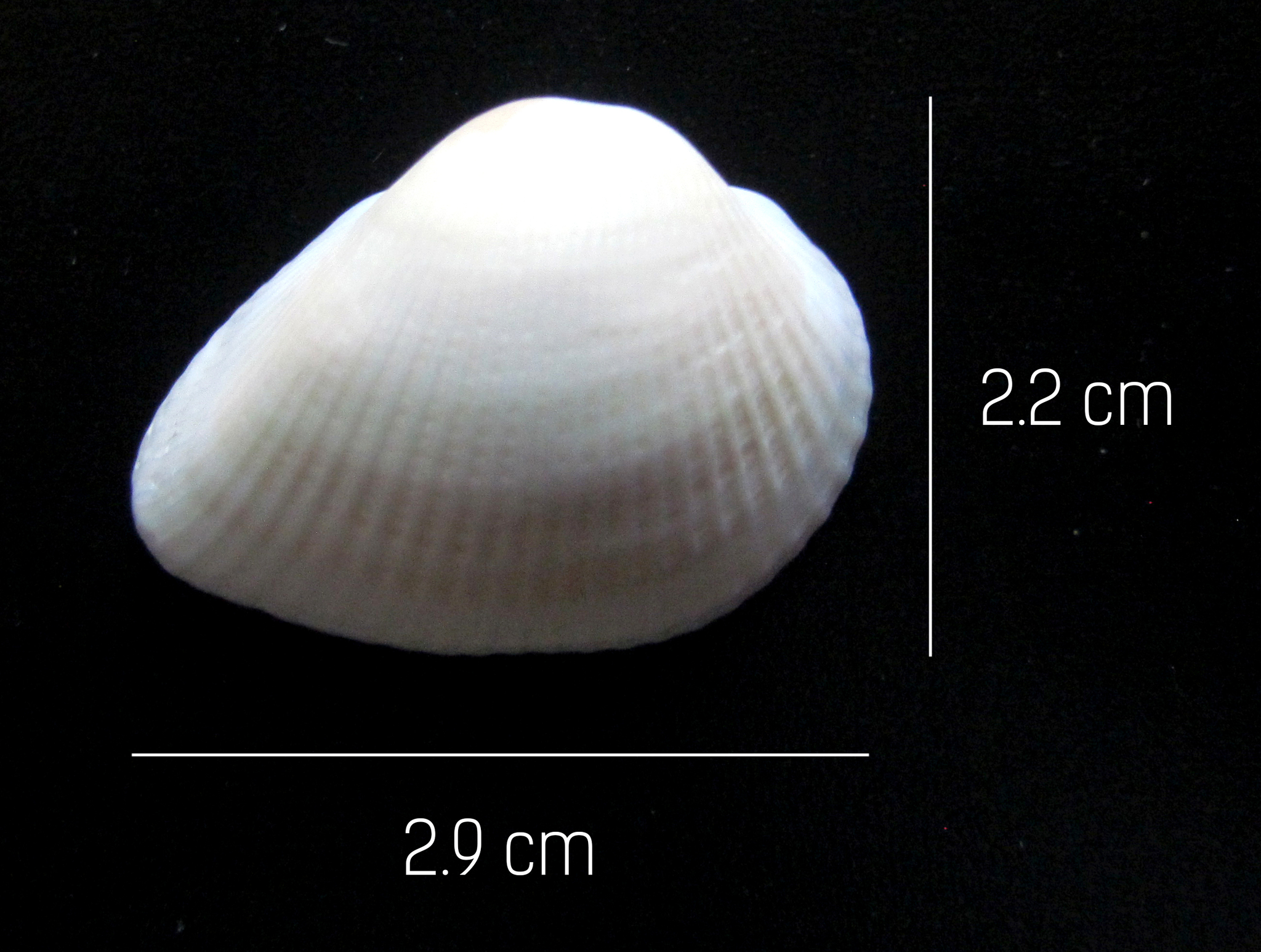 Anadara tuberculosa (G.B.Sowerby I, 1833)