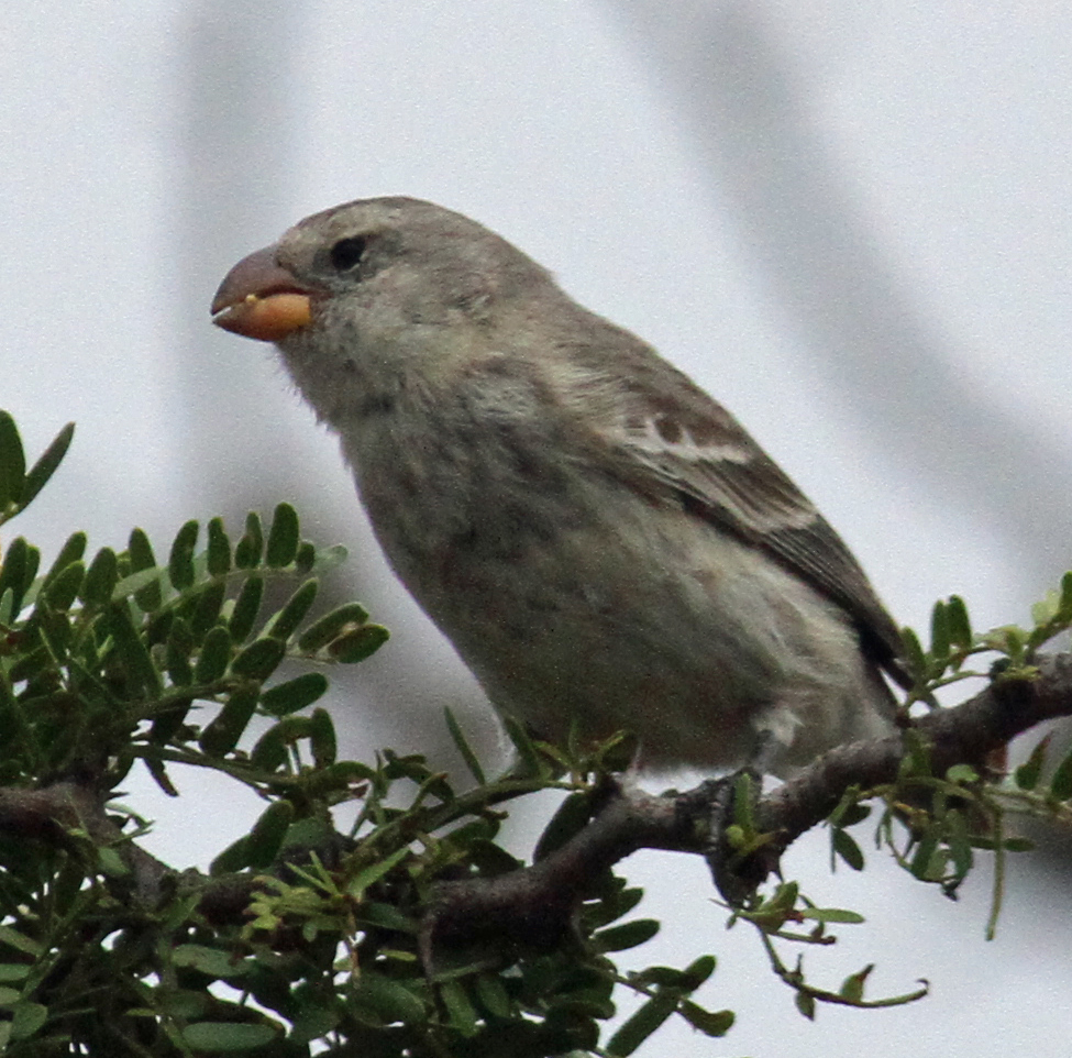 Large Tree-Finch (Camarhynchus psittacula) - Avian Discovery