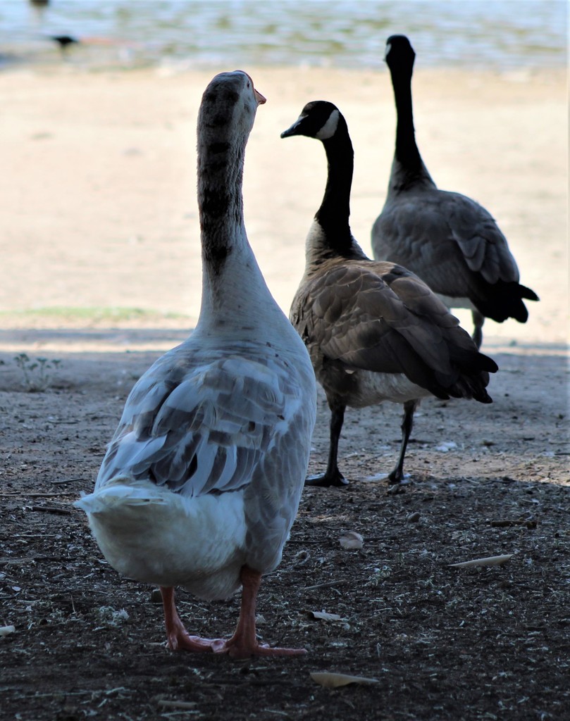 Grey Geese from San Carlos, San Diego, CA, USA on July 15, 2021 at 10: ...