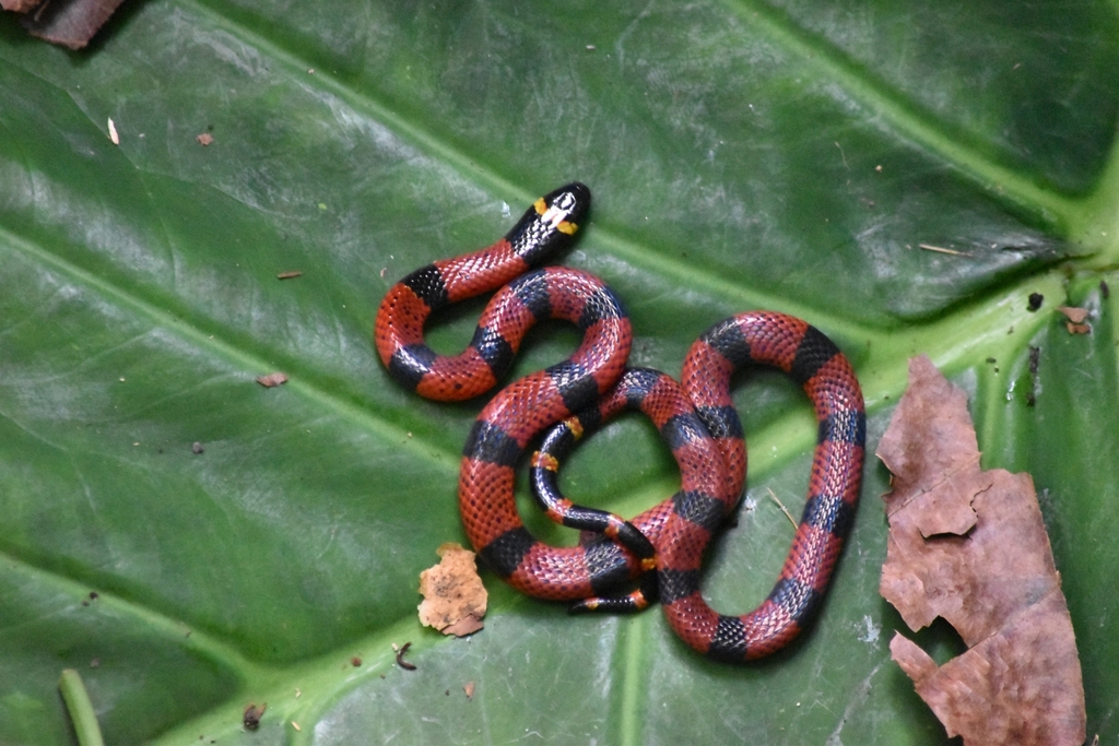 Variable Coralsnake from 73098 Pue., México on September 26, 2019 at 09 ...
