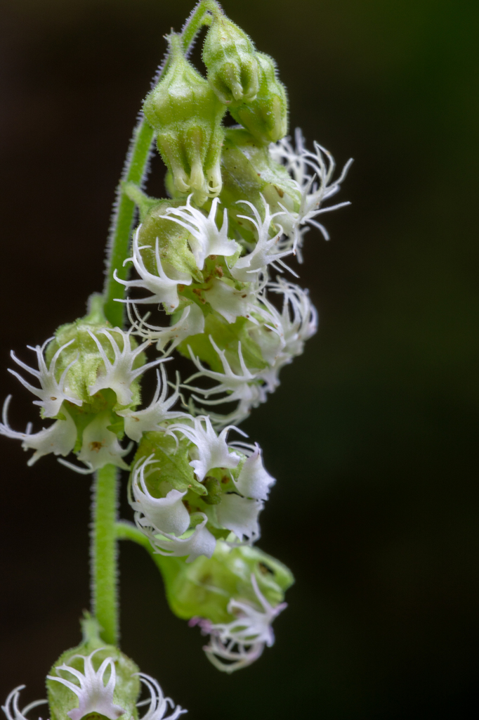 fringe cups (Puentes Nisene Marks) · iNaturalist