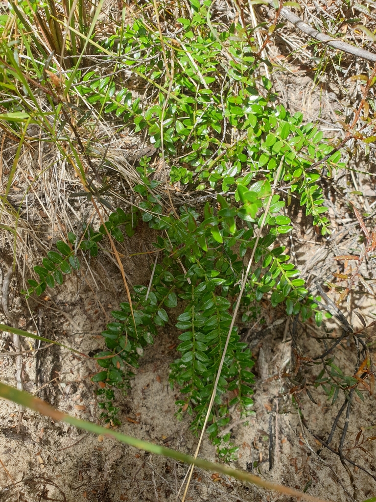 Feathery tutu from Stewart Island / Rakiura, Southland, New Zealand on ...