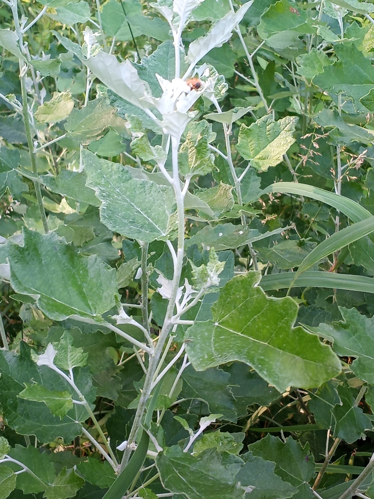 white poplar from Smyrna, DE 19977, USA on July 16, 2021 at 05:48 PM by ...