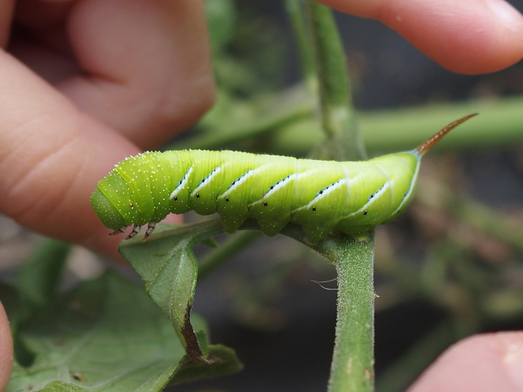 Carolina Sphinx in July 2021 by cloakedmarvel. Feeding on tomato plant ...