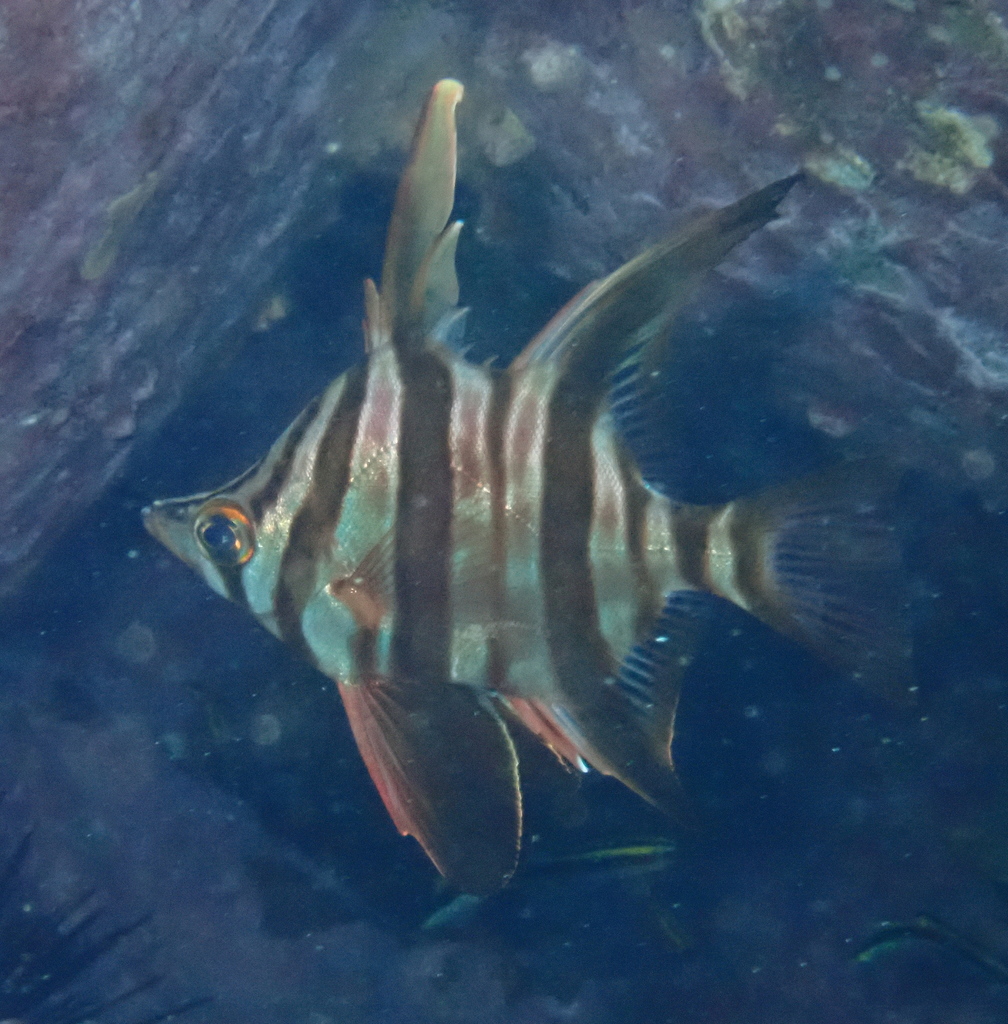 Old Wife from 1 Bower Ln, Manly NSW 2095, Australia on July 17, 2021 at ...