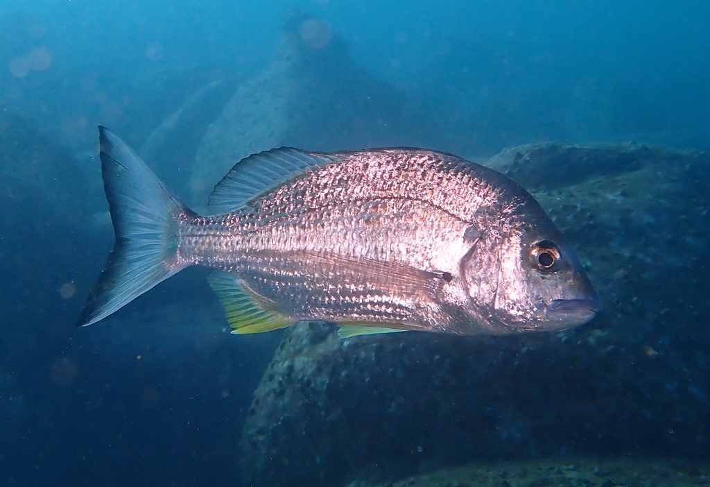 Yellowfin Bream (Fishes of Cabbage Tree Bay Aquatic Reserve, Sydney ...