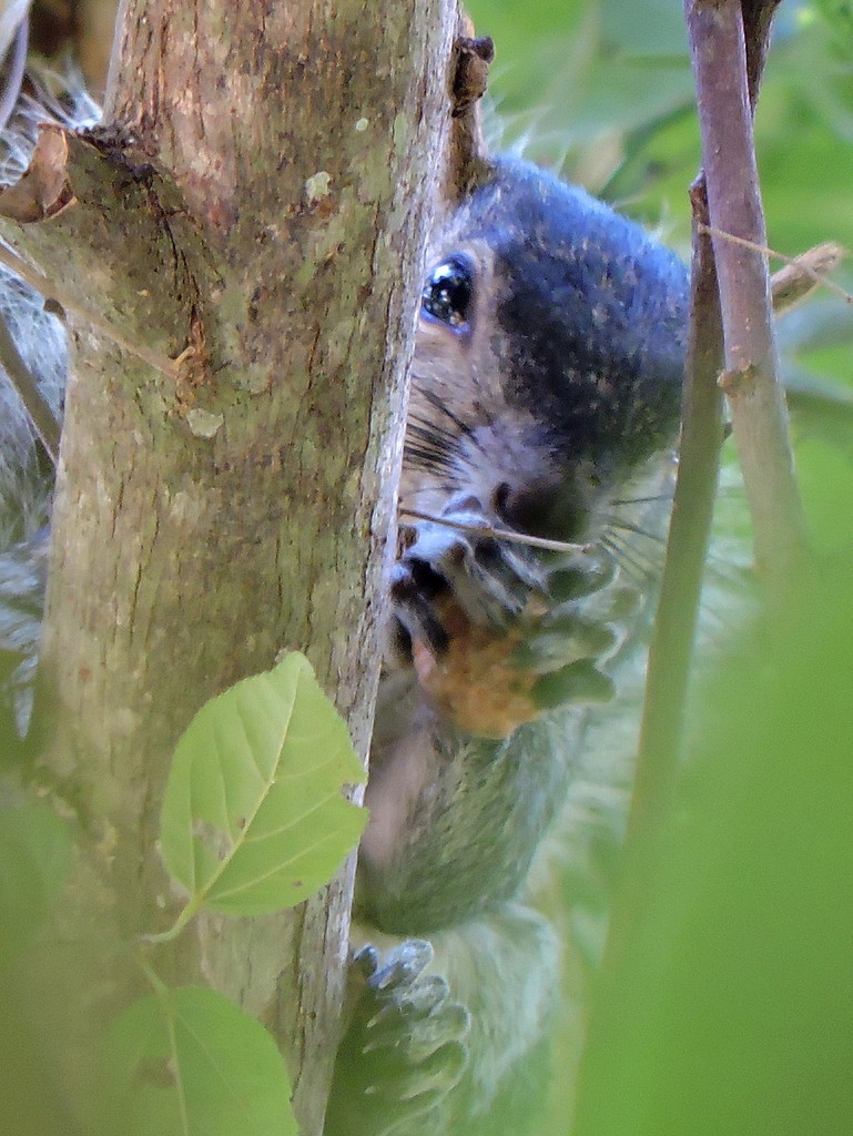 Collie's Squirrel (Sciurus colliaei) - Know Your Mammals