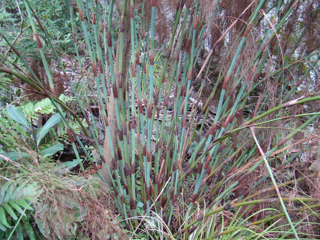 Quad Reed from De Hoop Cottages, Laaiplaas, Robertson, Langeberg Mntns ...