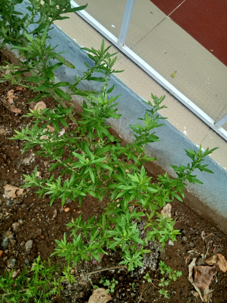 Artemisia pallens from Tamil Nadu 636303, India on July 17, 2021 at 10: ...
