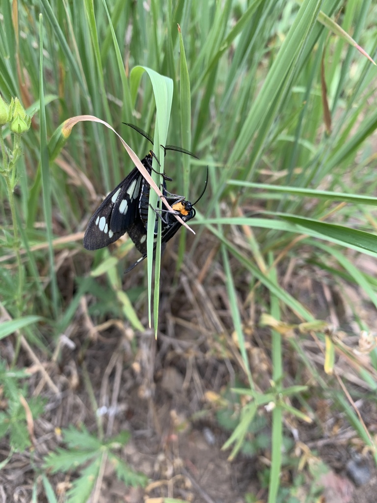 Wild Forget-me-not Moth from Fort Bidwell, CA, US on July 16, 2021 at ...
