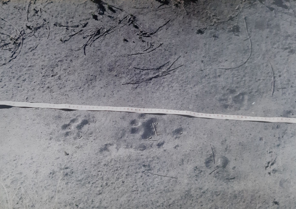 Javan Leopard in June 2003 by Tri Atmoko. Kalimati, Semeru Mountain ...