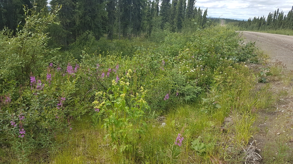 Alaska wild-rhubarb from Yukon, CA-YT, CA on July 07, 2021 at 02:30 PM ...