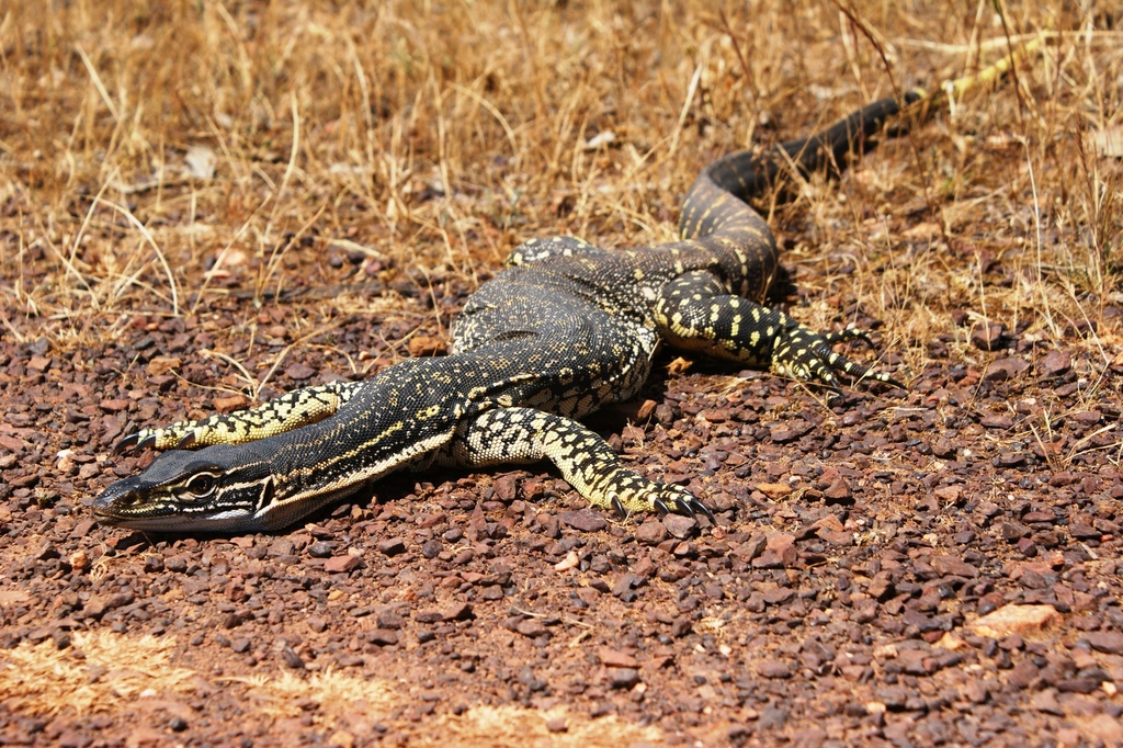 Sand Monitor from Earlston VIC 3669, Australia on November 3, 2013 at ...