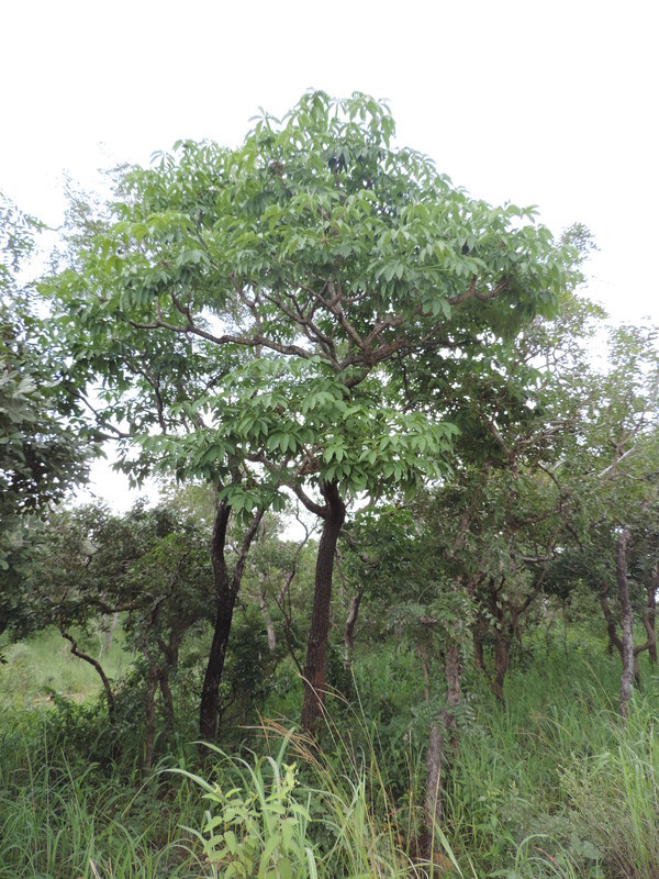 Cussonia arborea Hochst. ex A.Rich.