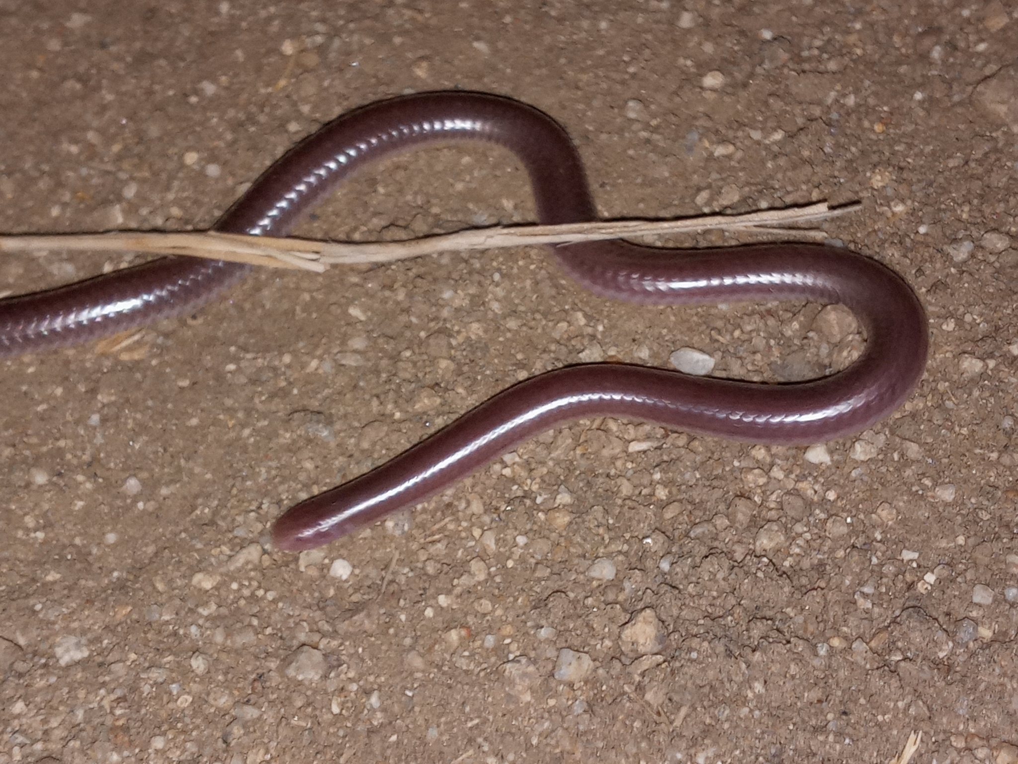 Rena humilis humilis