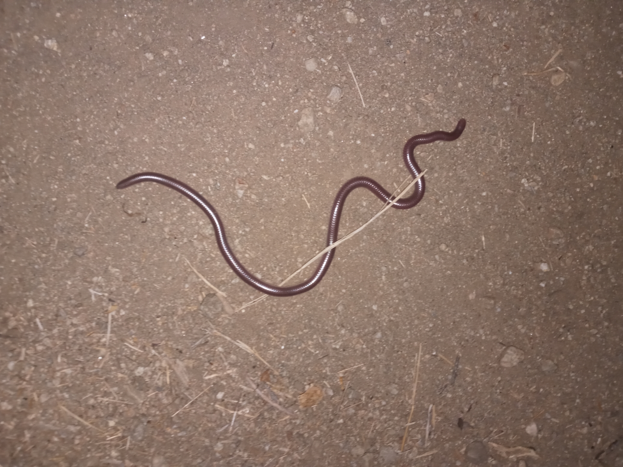 Rena humilis humilis