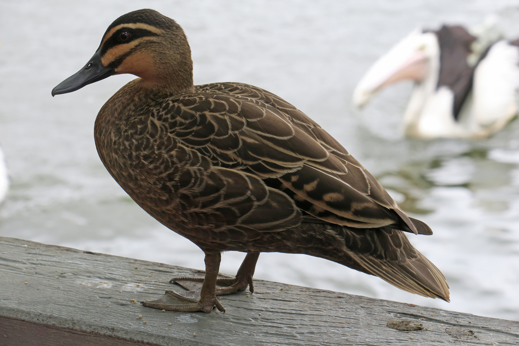 Pacific Black Duck × Mallard from Bundaberg QLD 4670, Australia on ...