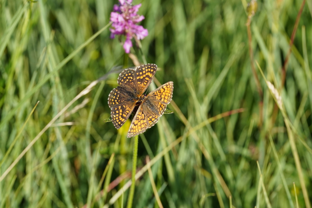 European Meadow Fritillary from 87637 Seeg, Deutschland on July 9, 2021 ...