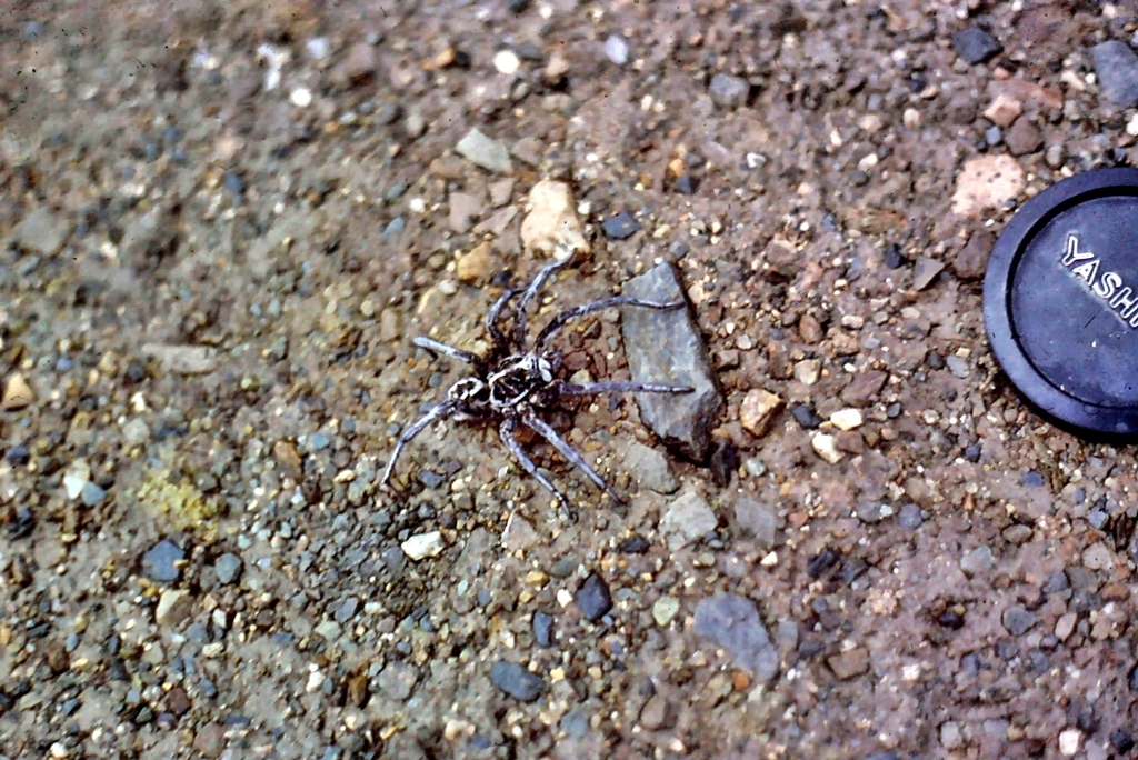 Union-Jack Wolf Spiders from Limeburners Creek NSW 2324, Australia on ...